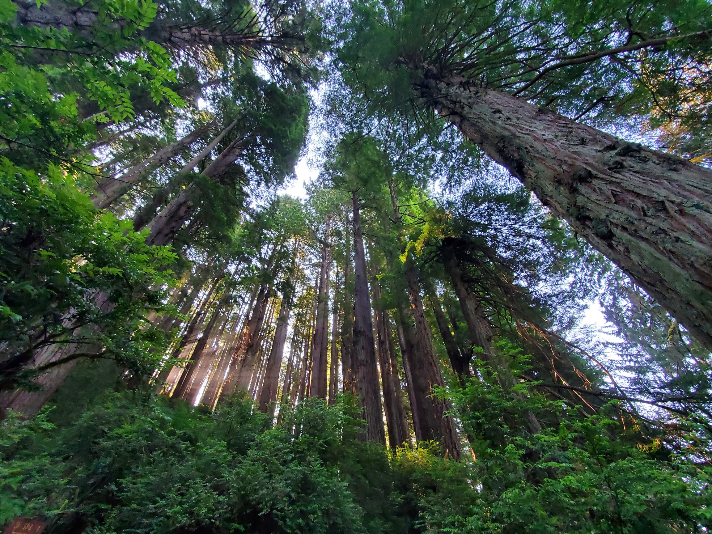 Northern California & the Mighty Redwood Trees - RVing with Robin